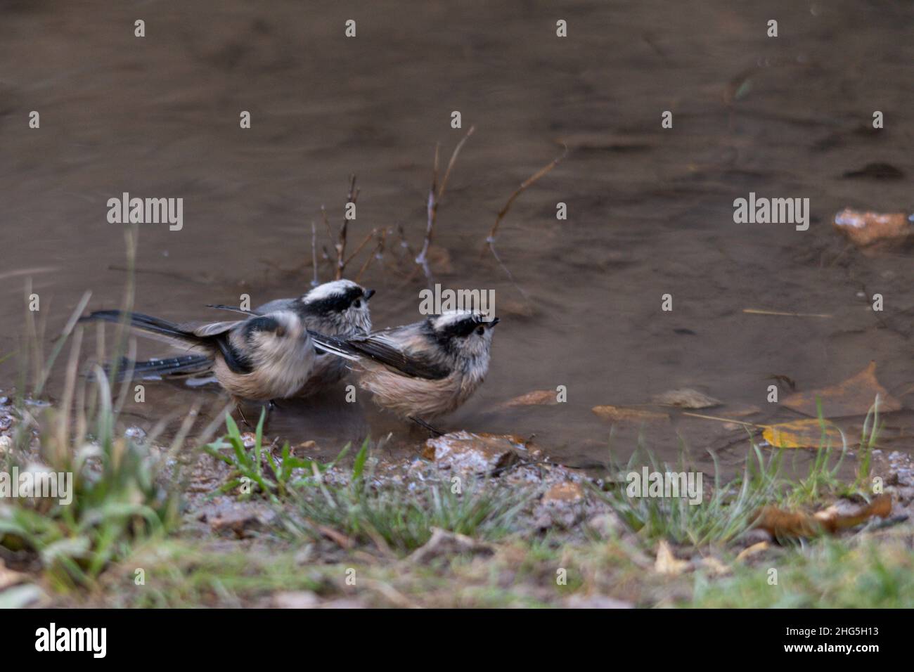 The myth is a species of passerine bird in the Aegithalidae family ...