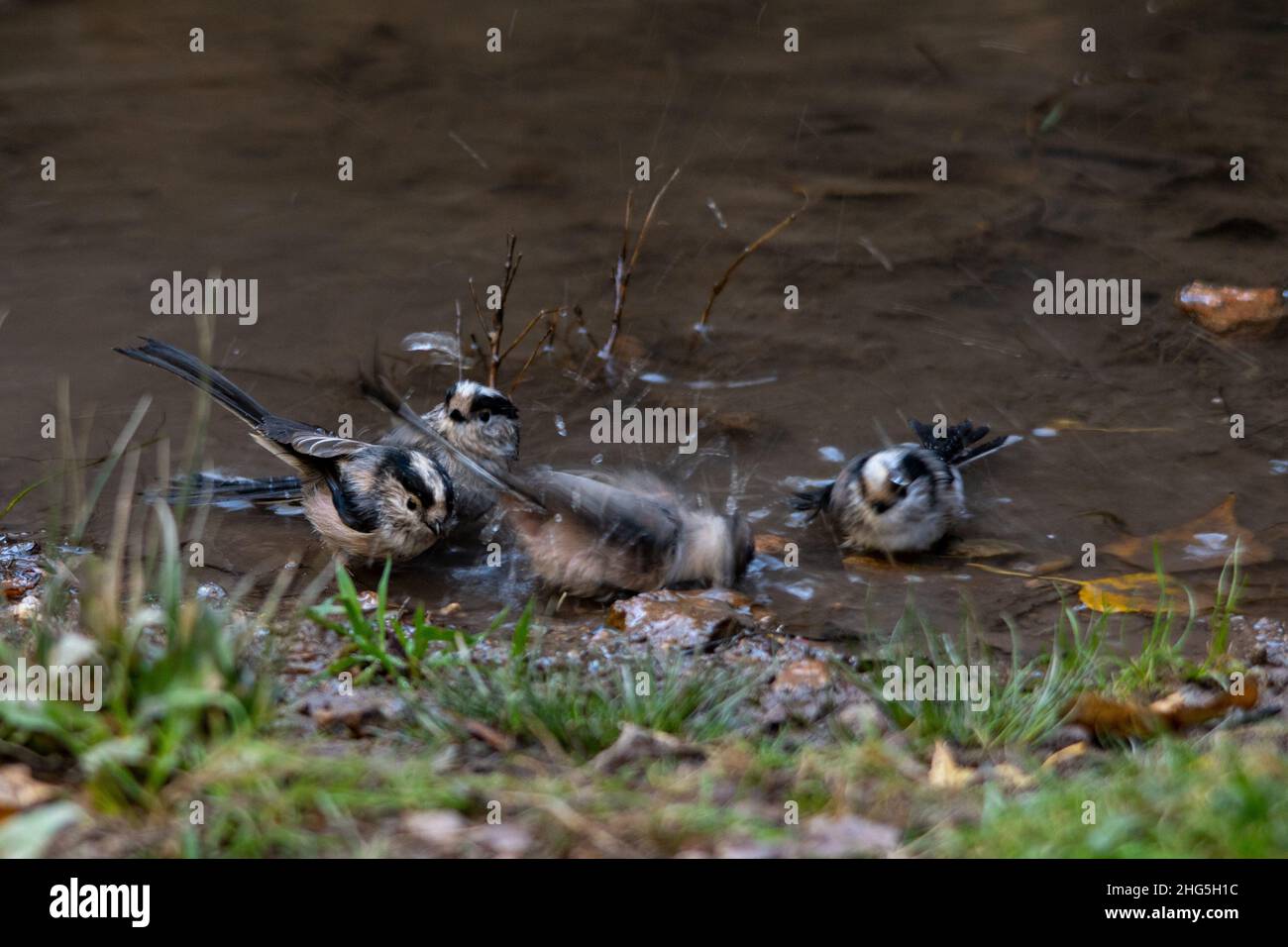 The myth is a species of passerine bird in the Aegithalidae family ...