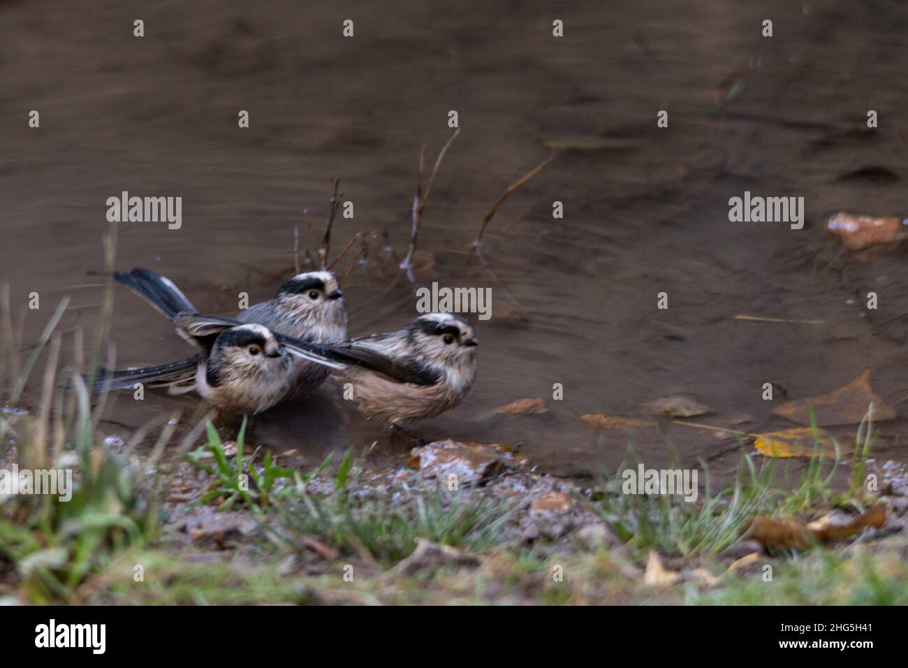 The myth is a species of passerine bird in the Aegithalidae family ...