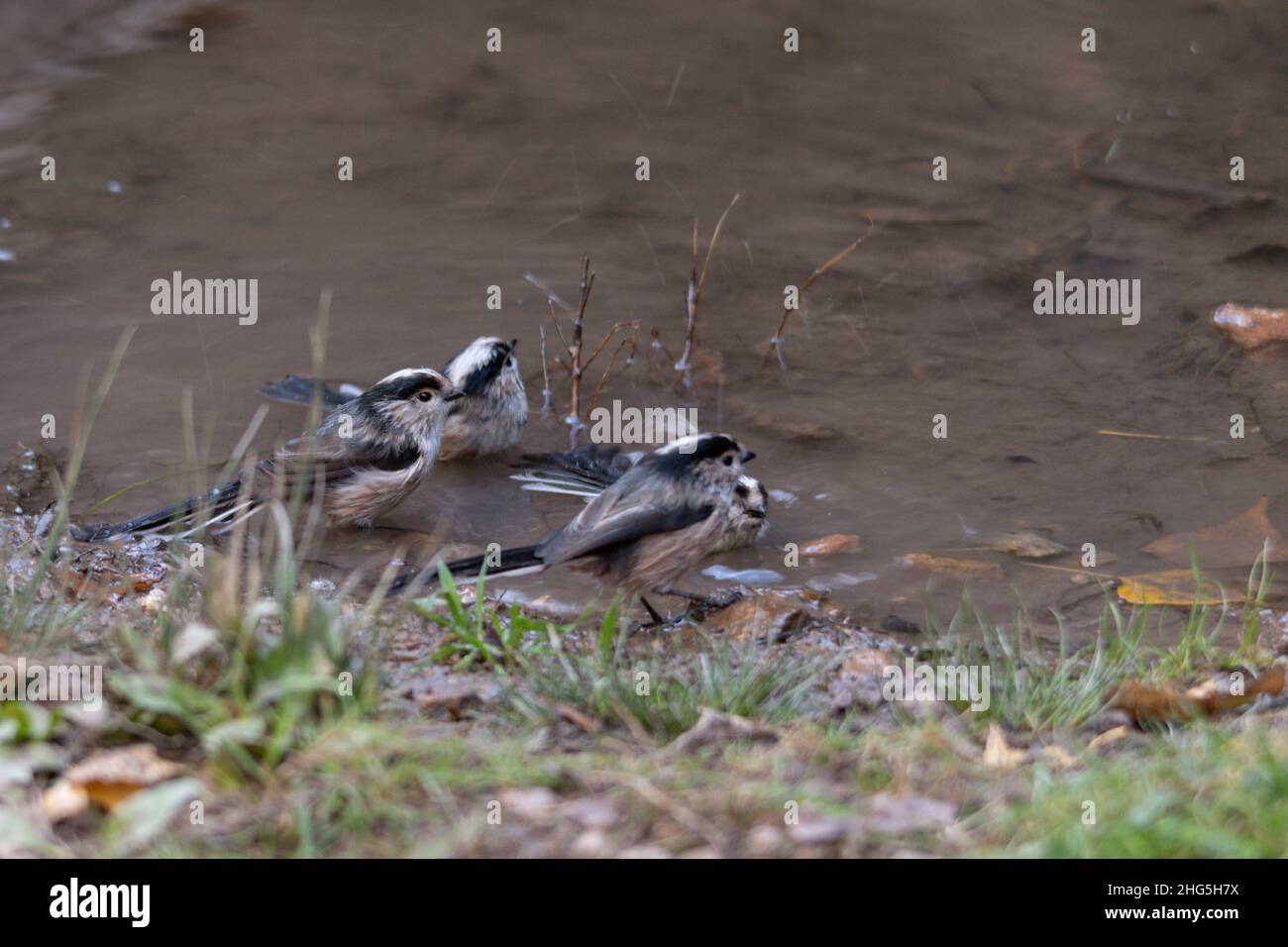 The myth is a species of passerine bird in the Aegithalidae family ...