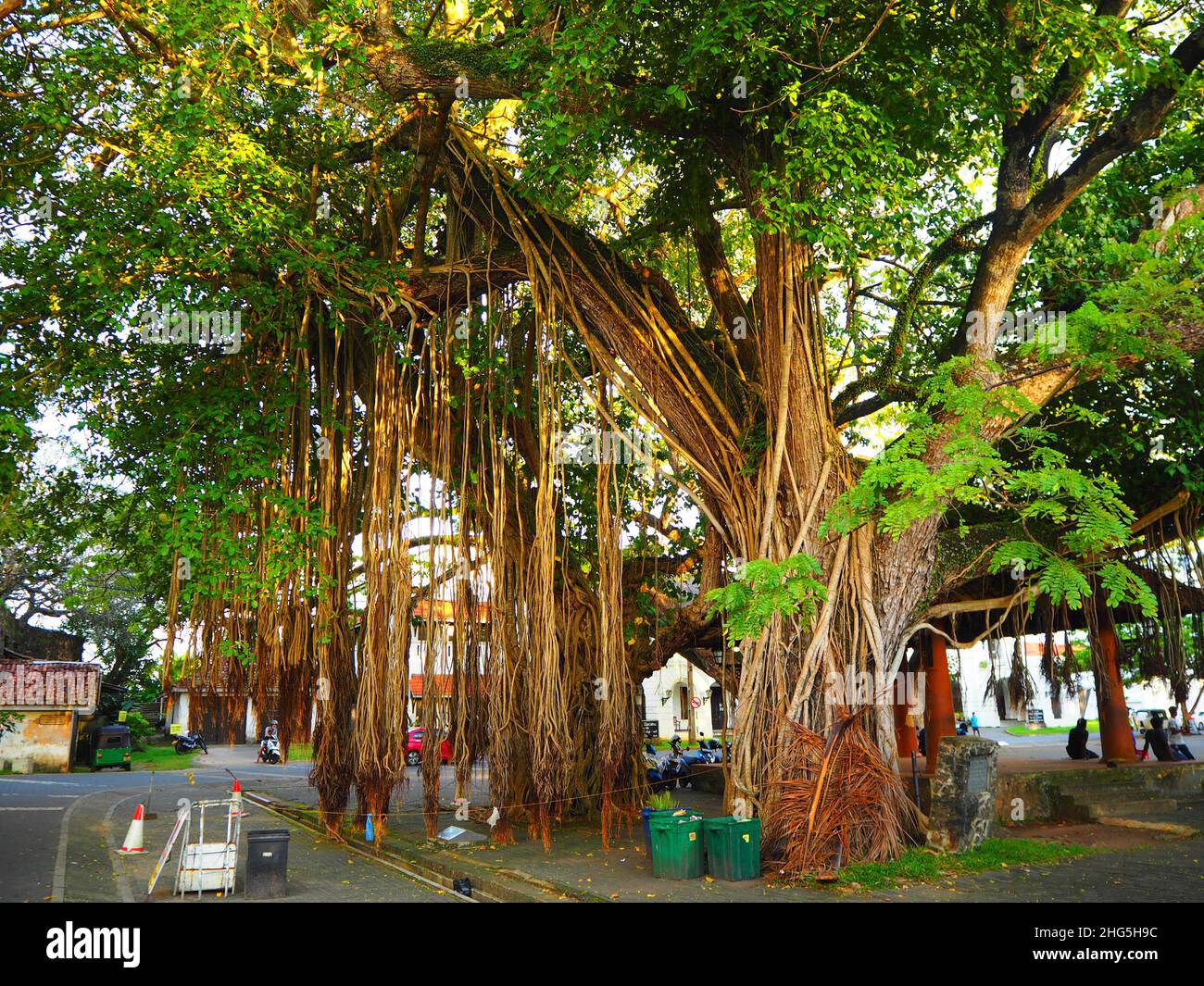 Huge Banyan Tree, Travel again South East Asia #Asia #aroundtheworld # ...