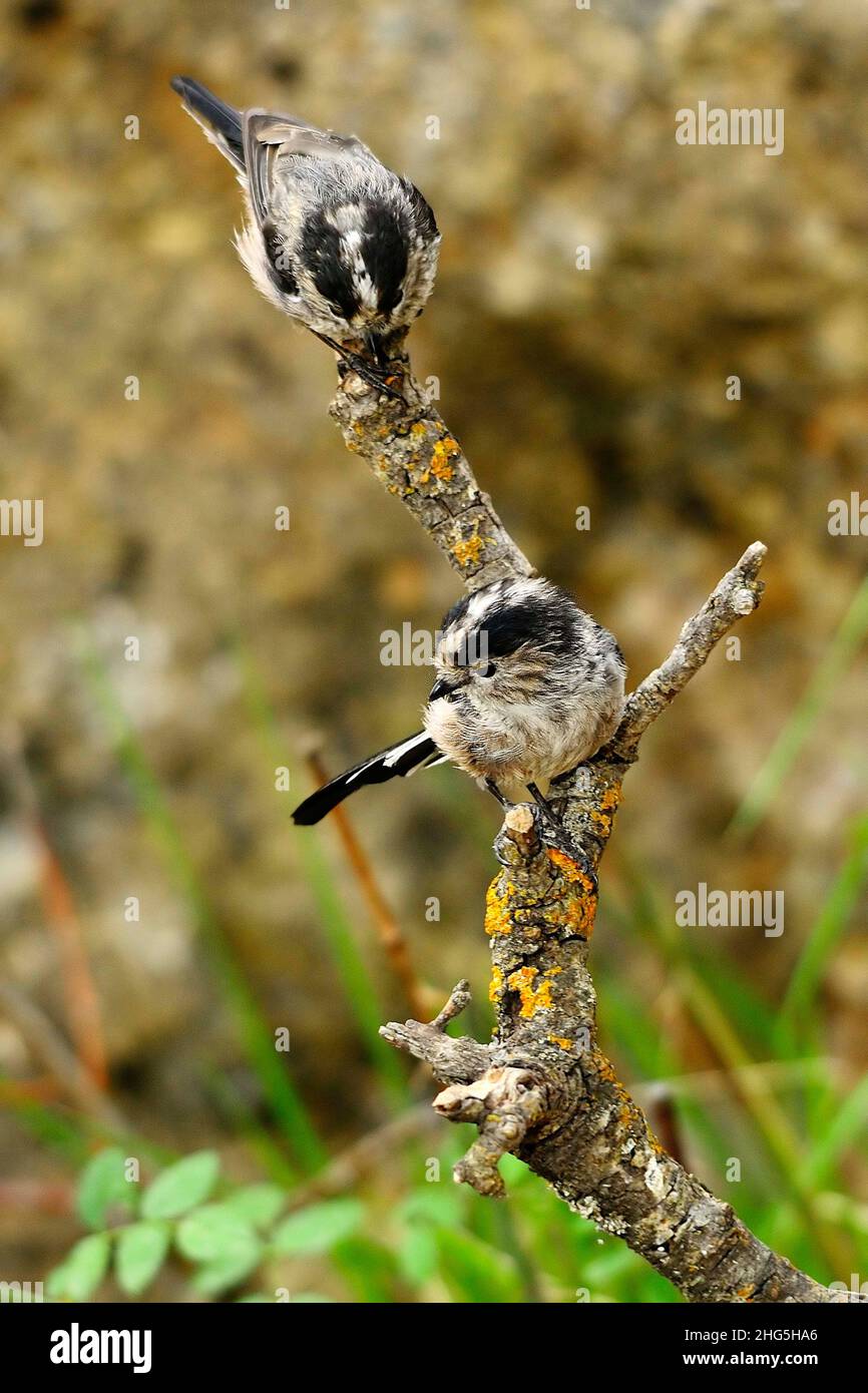 The myth is a species of passerine bird in the Aegithalidae family ...