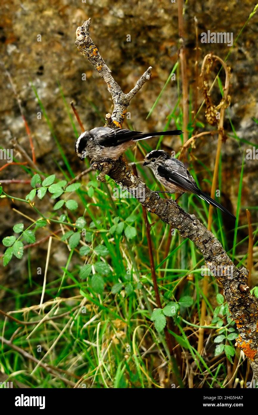 The myth is a species of passerine bird in the Aegithalidae family ...