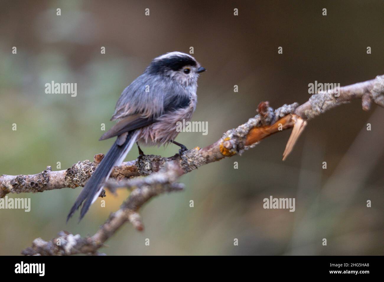 The myth is a species of passerine bird in the Aegithalidae family ...