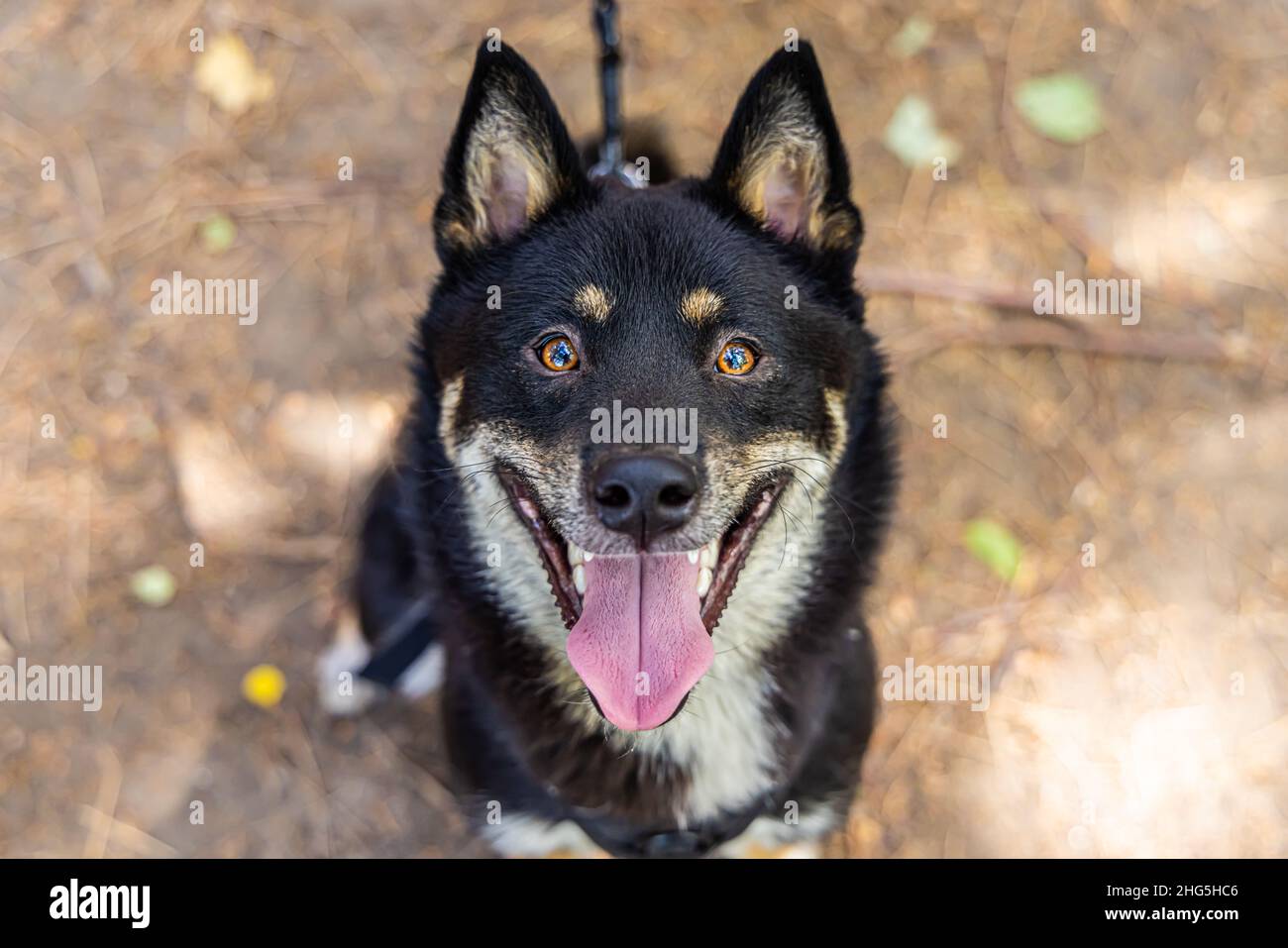 High angle headshot of a young and healthy mischievous looking black ...