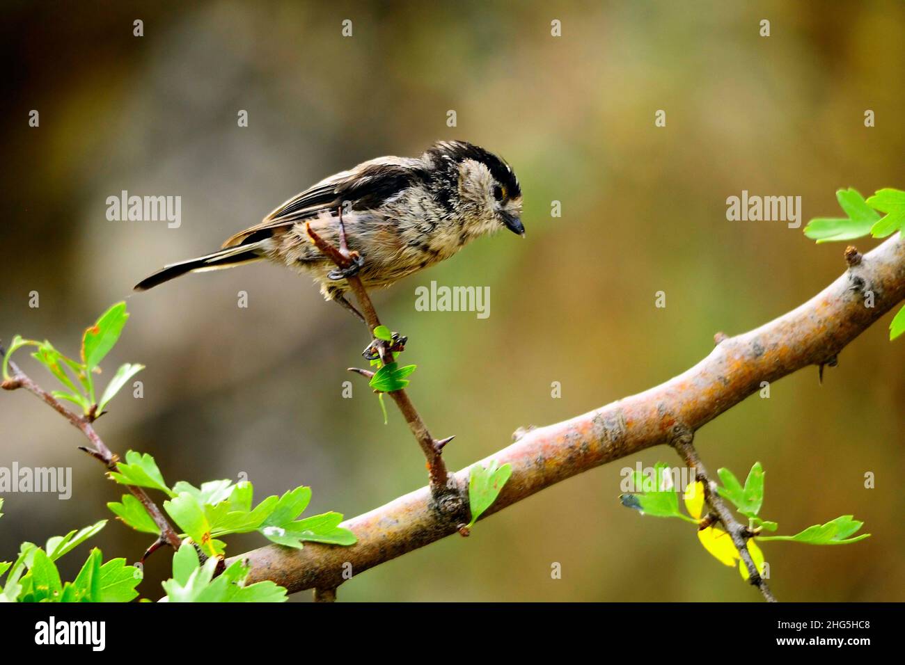 The myth is a species of passerine bird in the Aegithalidae family ...