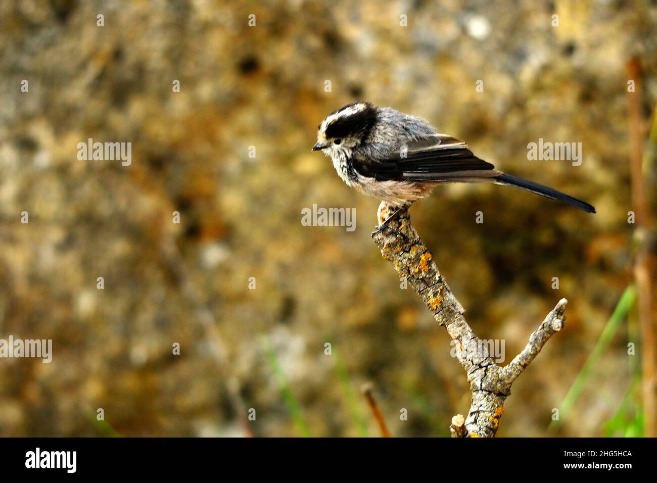 The myth is a species of passerine bird in the Aegithalidae family ...