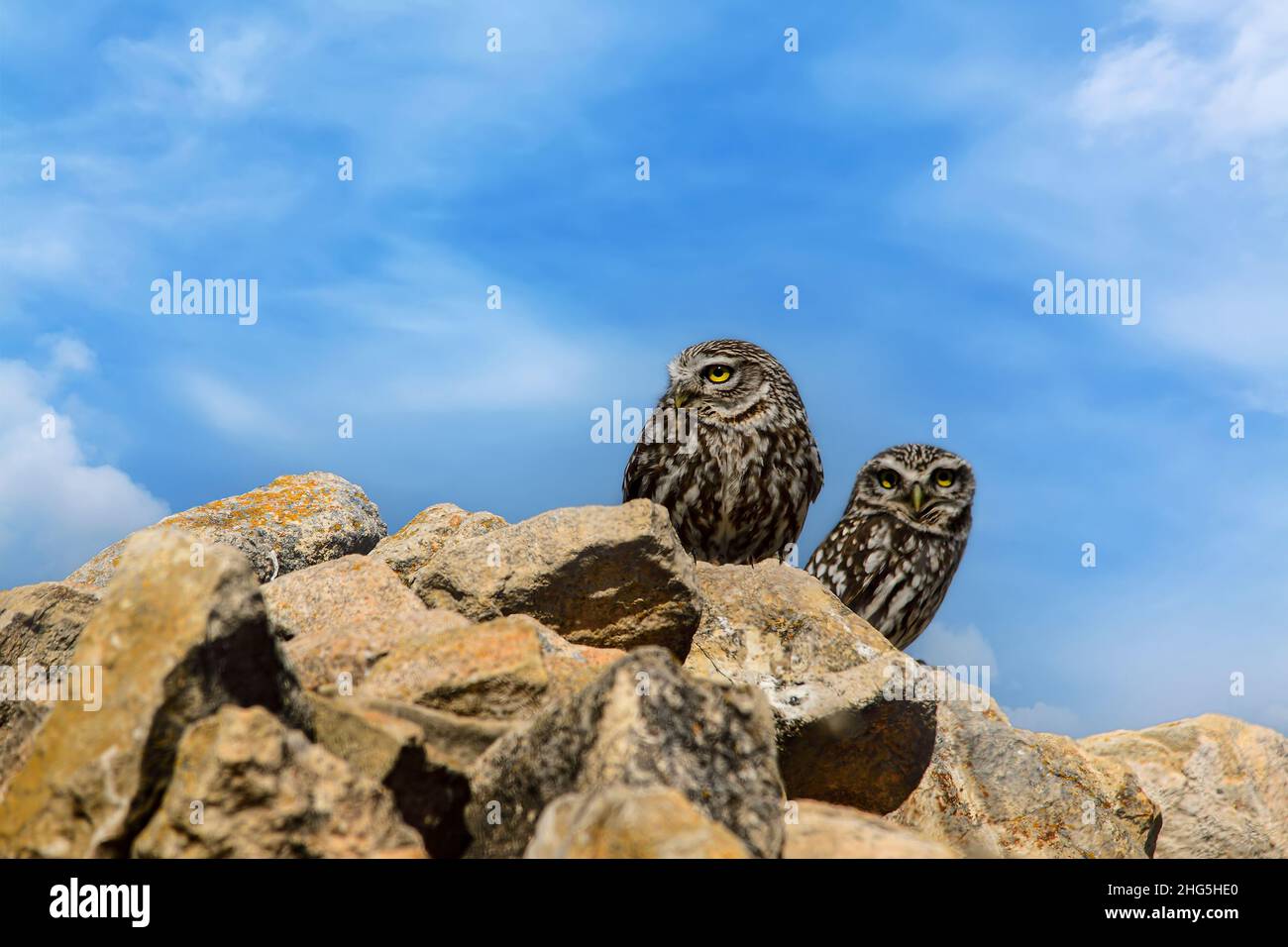 The Little Owl is a strigiform bird in the Strigidae family Stock Photo ...