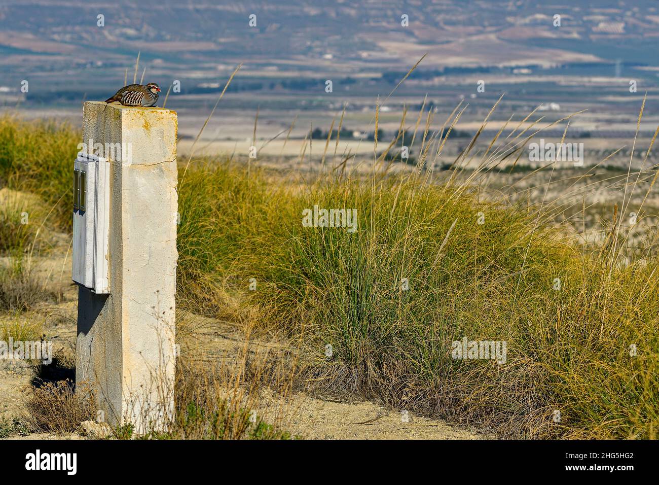 Red partridge or Alectoris rufa, galliform bird of the Phasianidae ...