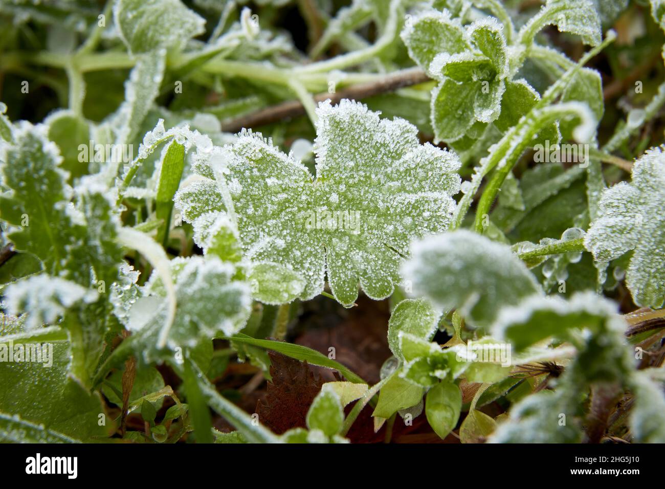 Macro photography of grass with frost. Selective focus. Horizontal ...