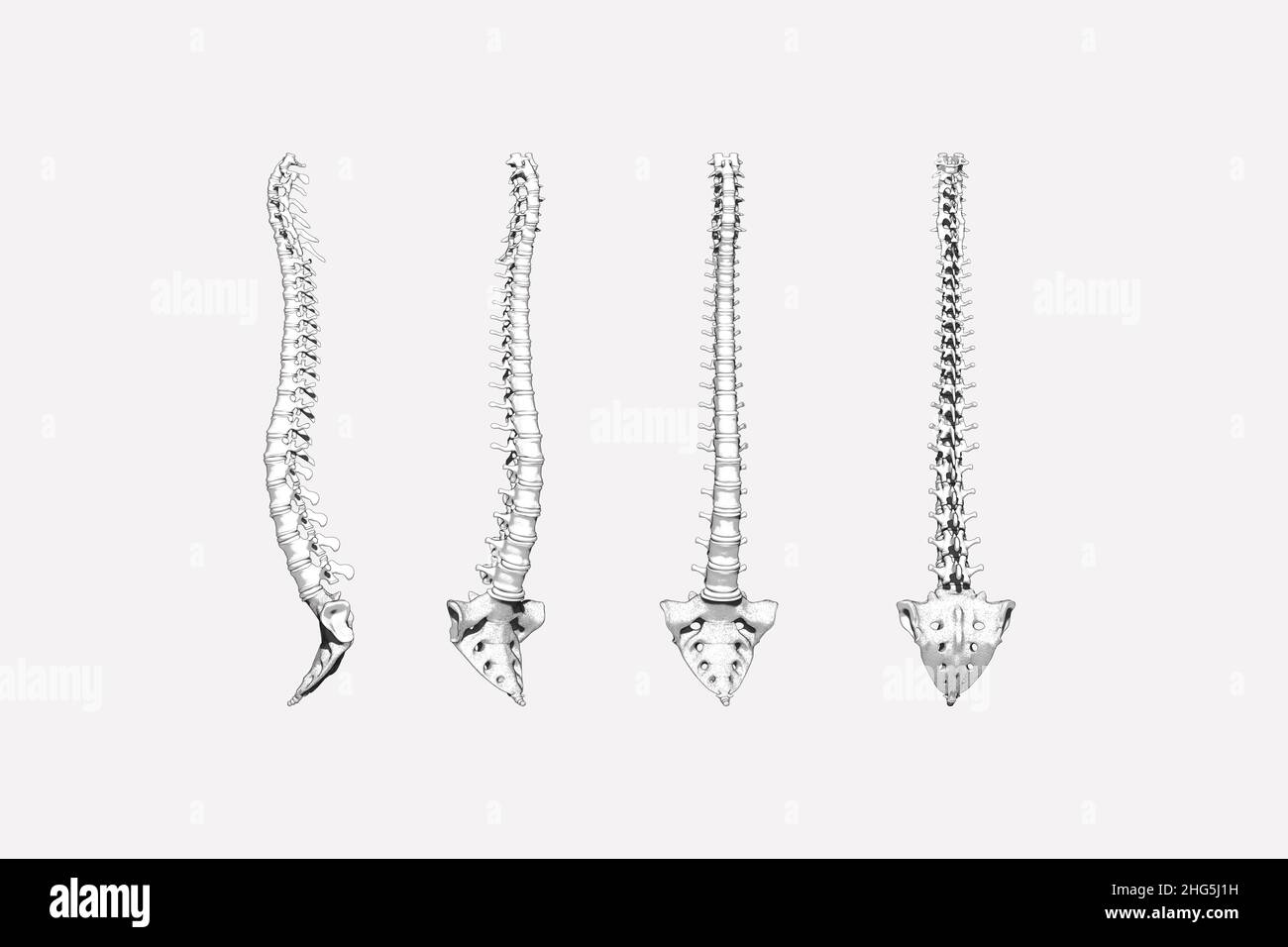 3d Render Of The Spine And Sacrum In Different Positions Stock Photo 3d-render-of-the-spine-and-sacrum-in-different-positions-stock-photo