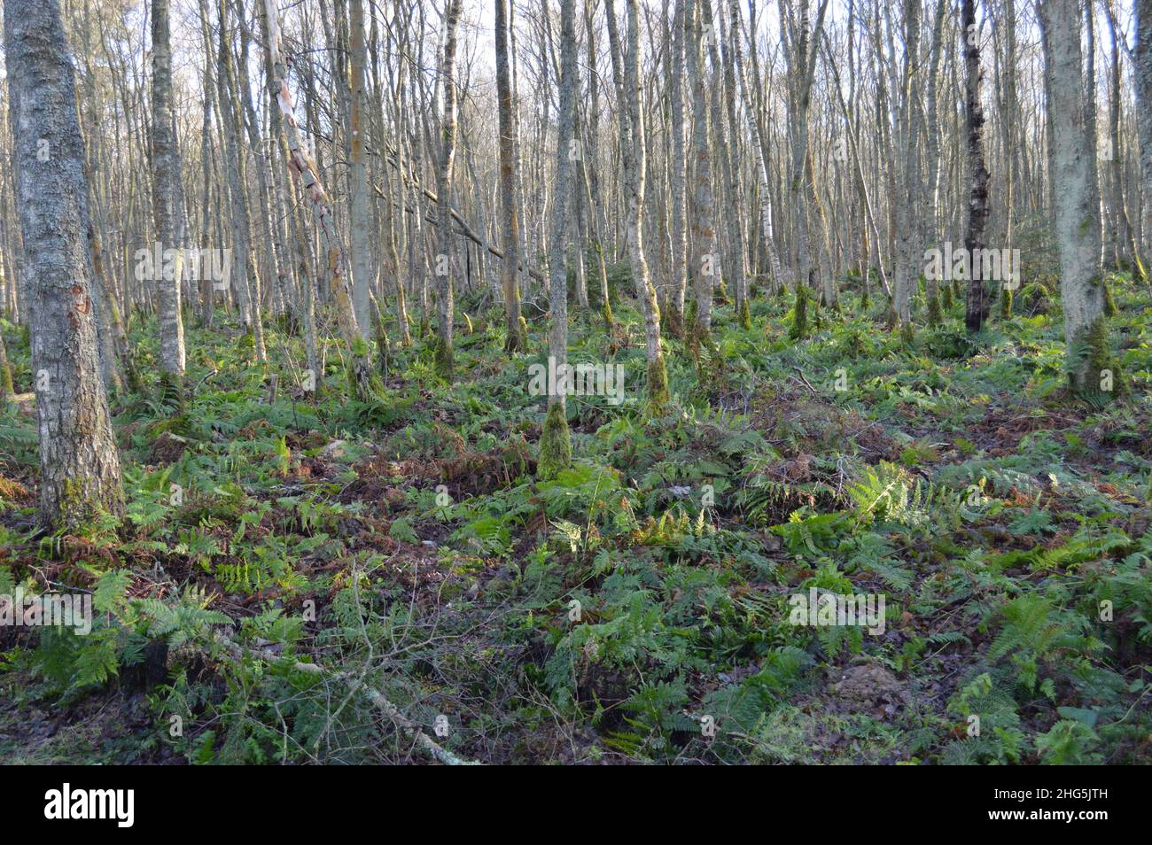 The Ancient Magus High Resolution Stock Photography and Images - Alamy