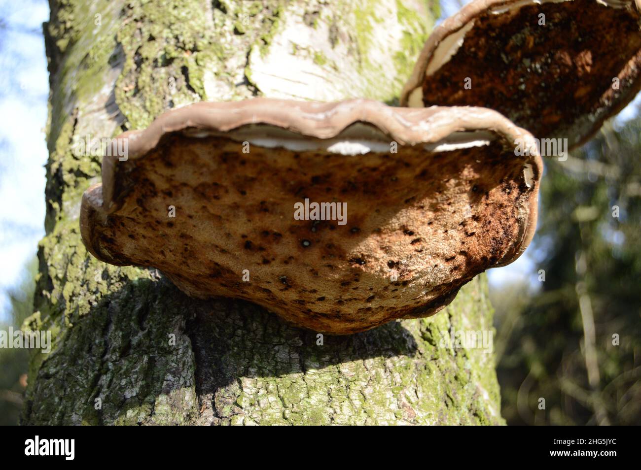 Magus muir hi-res stock photography and images - Alamy