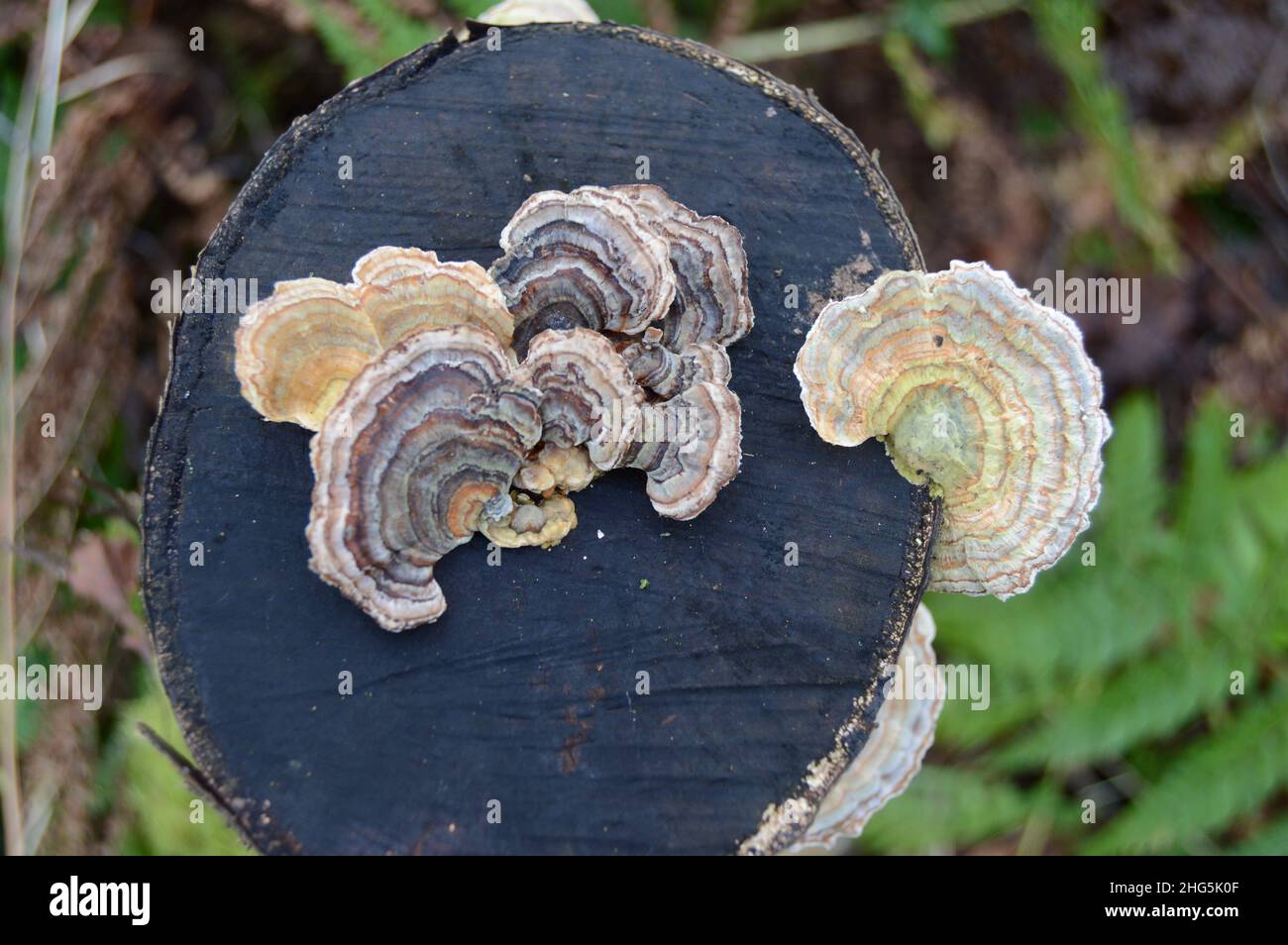 Turkey Tail fungus, Trametes versicolor, on tree stump at Magus Muir ...