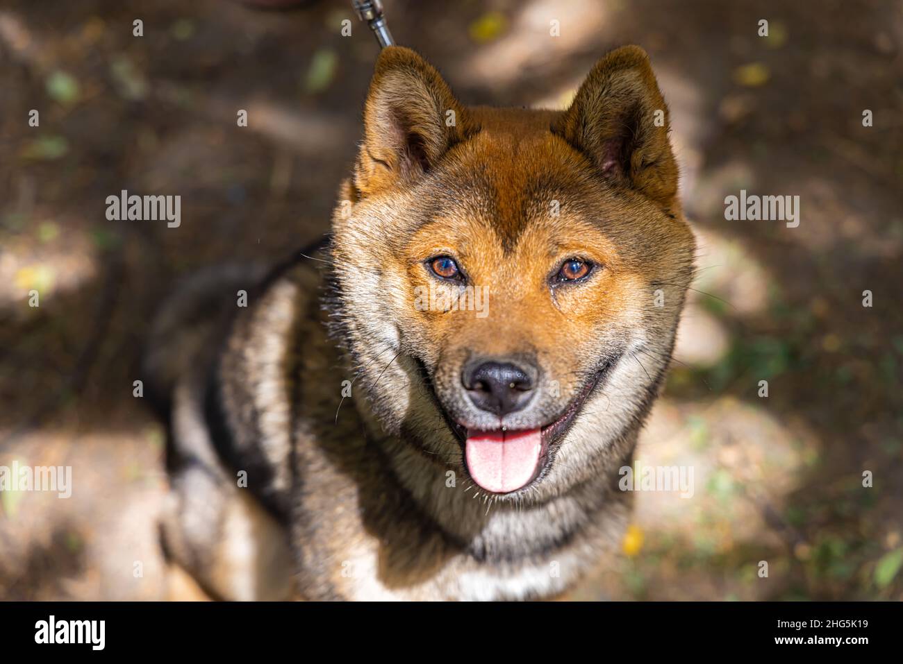 Japanese spitz sitting hi-res stock photography and images - Alamy