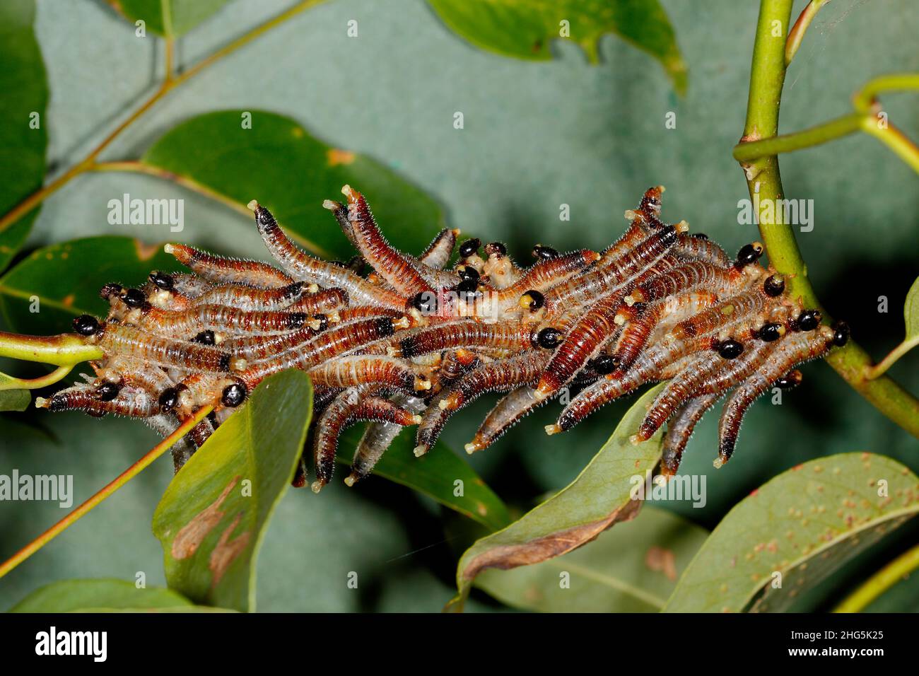 Australian sawflies hi-res stock photography and images - Alamy