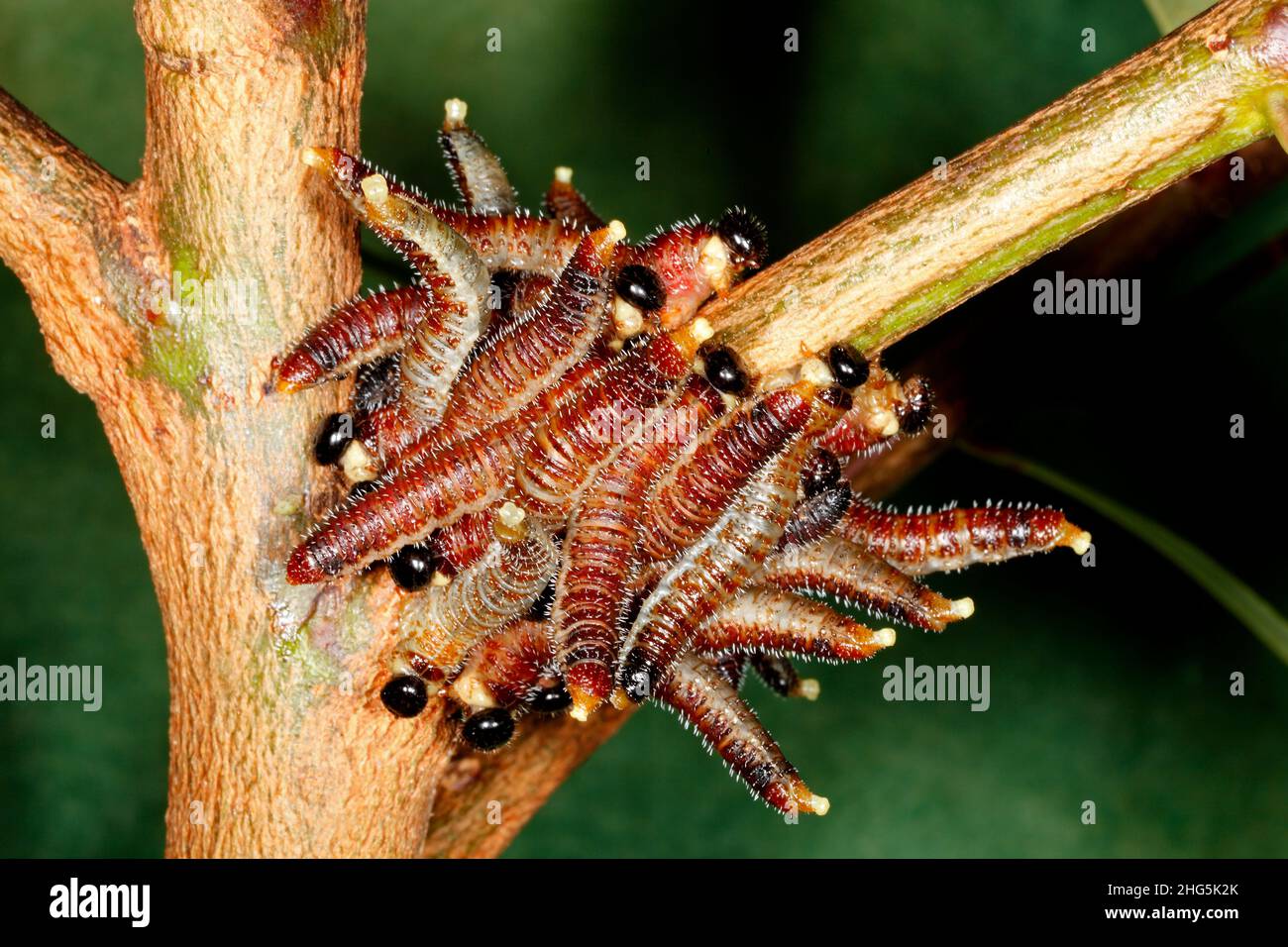 Spitfire sawflies hi-res stock photography and images - Alamy