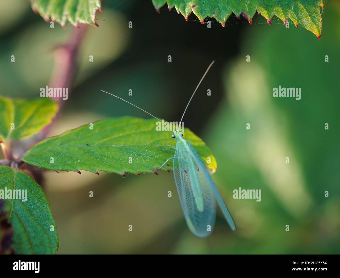 Common green lacewing in nature hi-res stock photography and images - Alamy