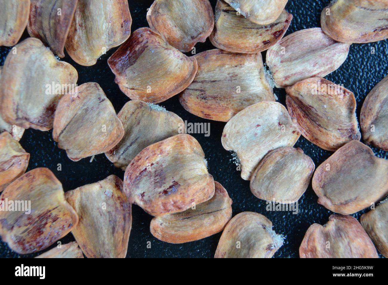 Coast redwood sequoia hi-res stock photography and images - Alamy