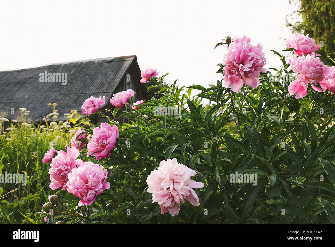 Beautiful spring pink peony flowers in flowewring season on rural ...