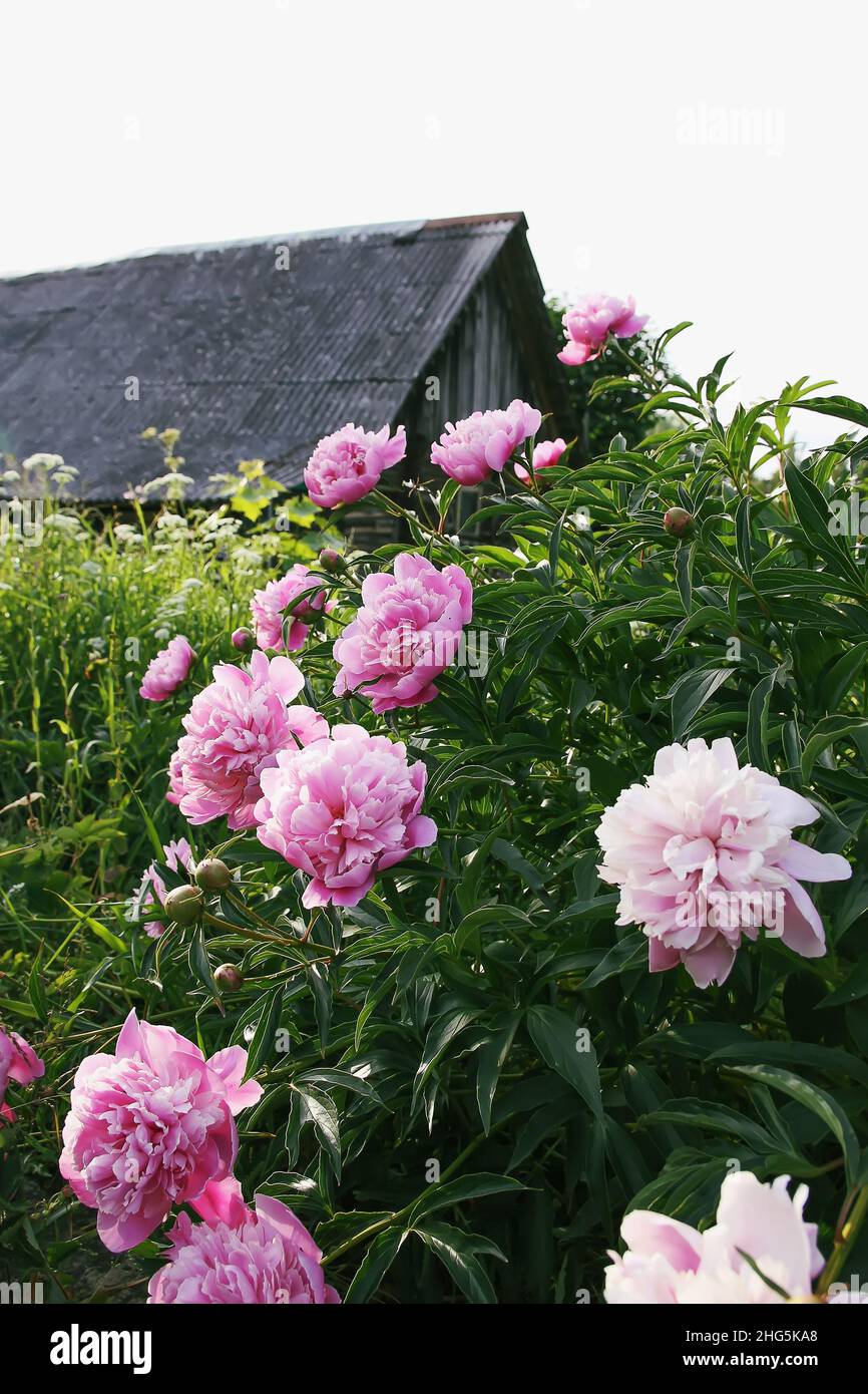 Beautiful spring pink peony flowers in flowewring season on rural ...