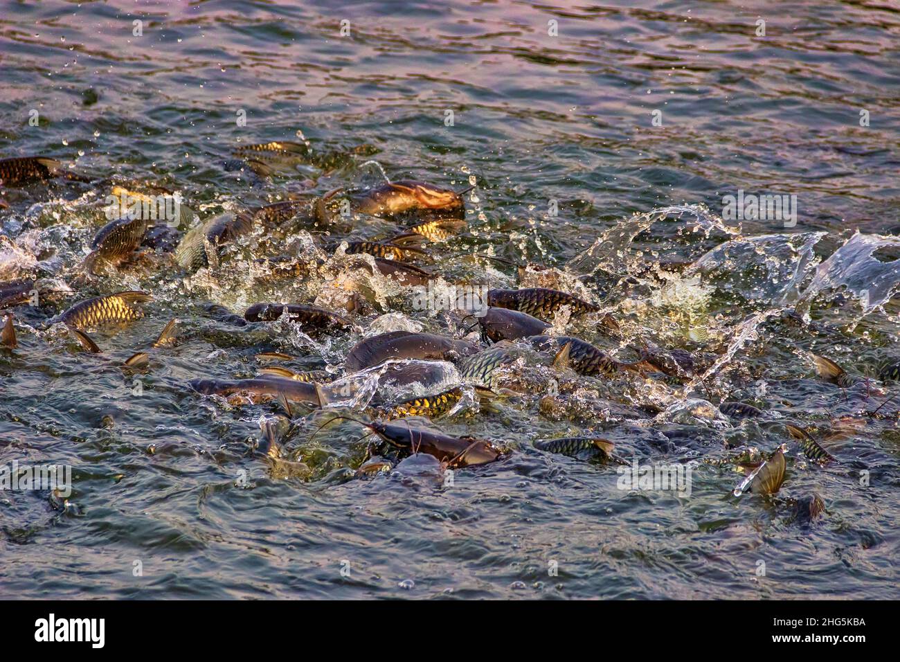 Chinese carp (Ctenopharyngodon idella) are bred in the ponds of ...