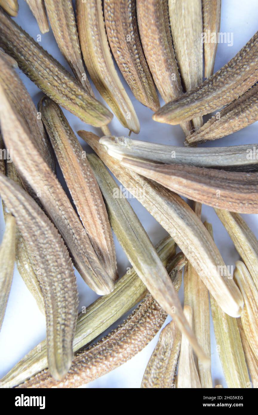 Goats beard seeds hi-res stock photography and images - Alamy