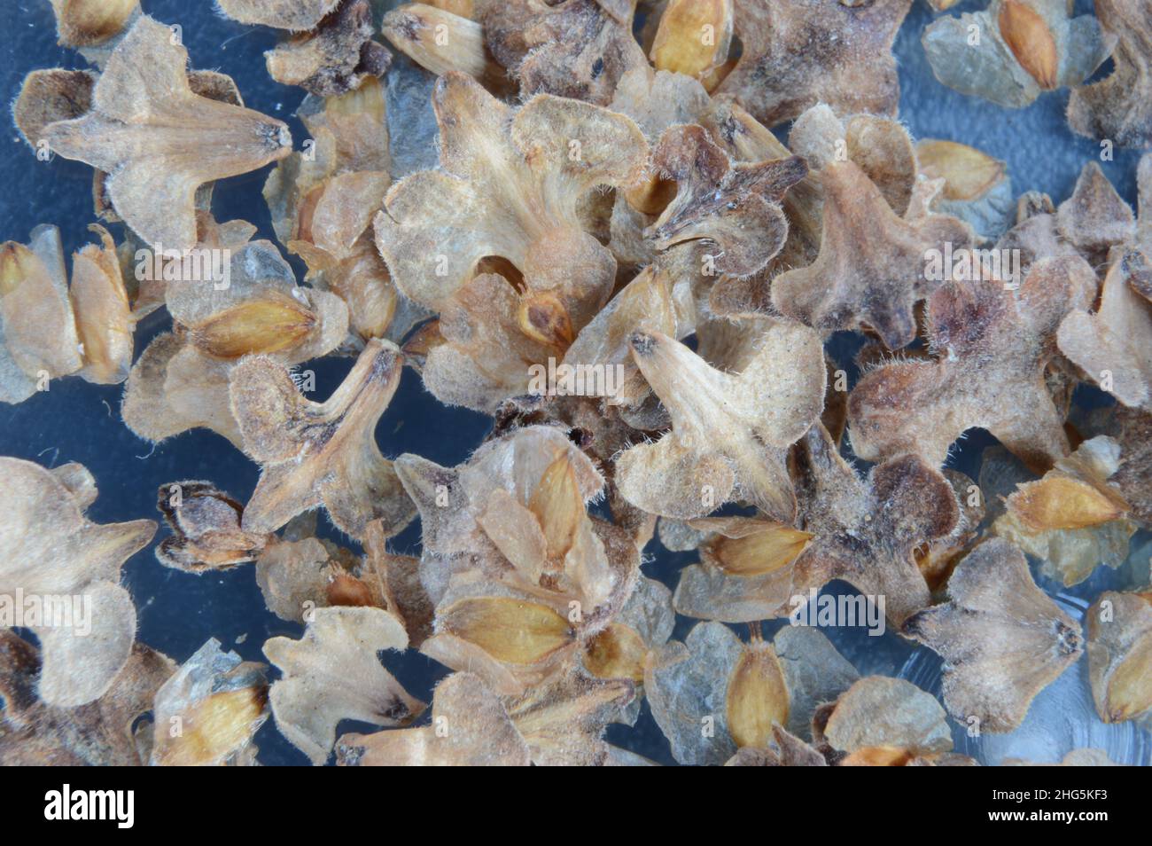 Silver birch seeds hi-res stock photography and images - Alamy