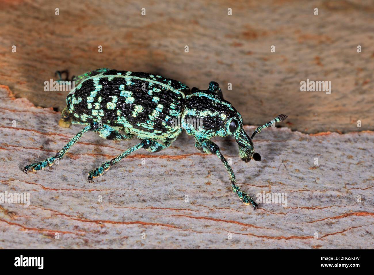 Botany Bay Weevil, Chrysolopus spectabilis. Also known as Botany Bay ...