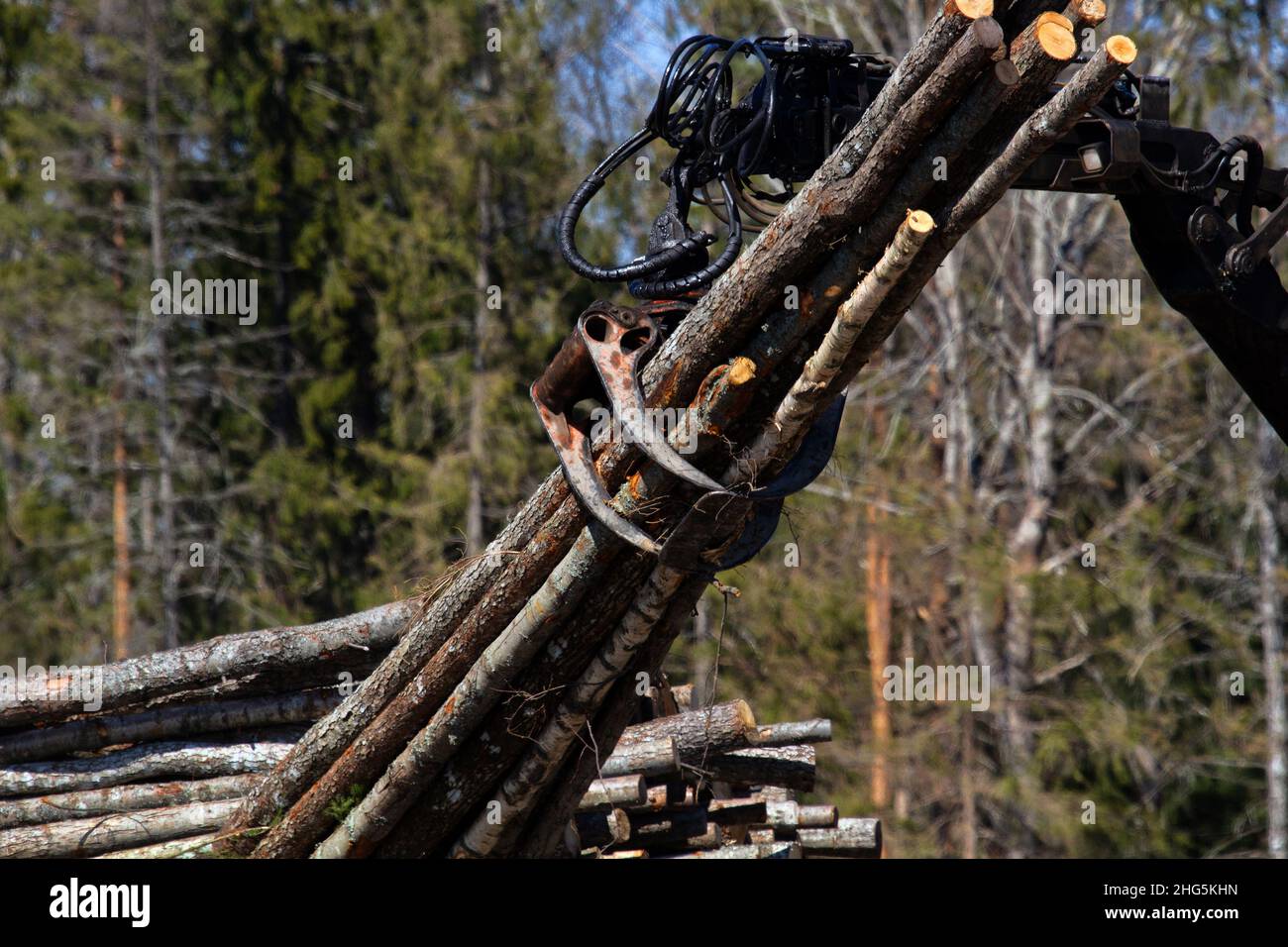 Forest industry. Operations for loading-unloading logging truck at ...