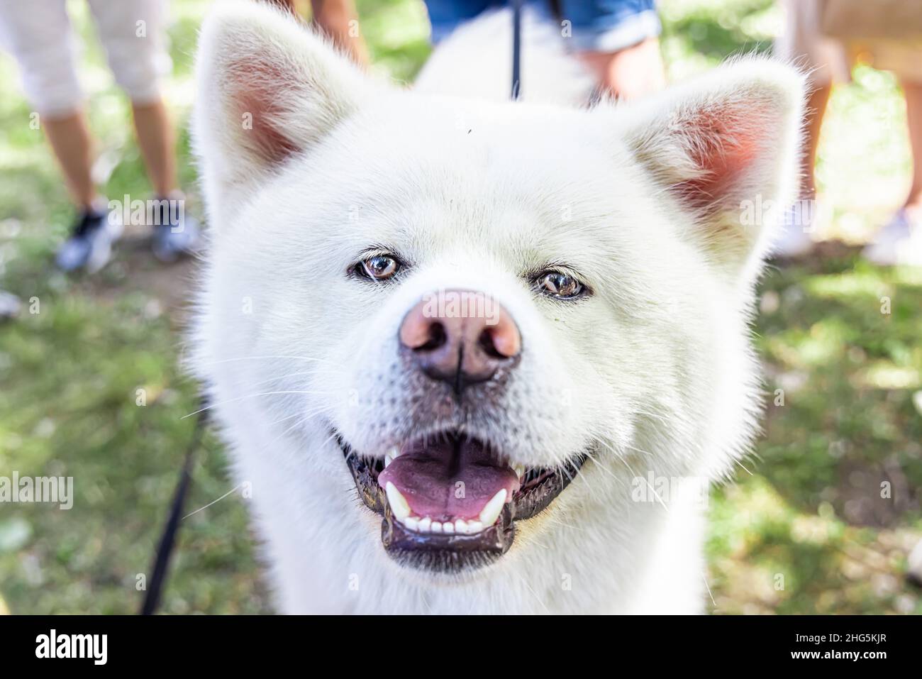 Close up portrait of a soft and fluffy white Akita Inu dog with head ...