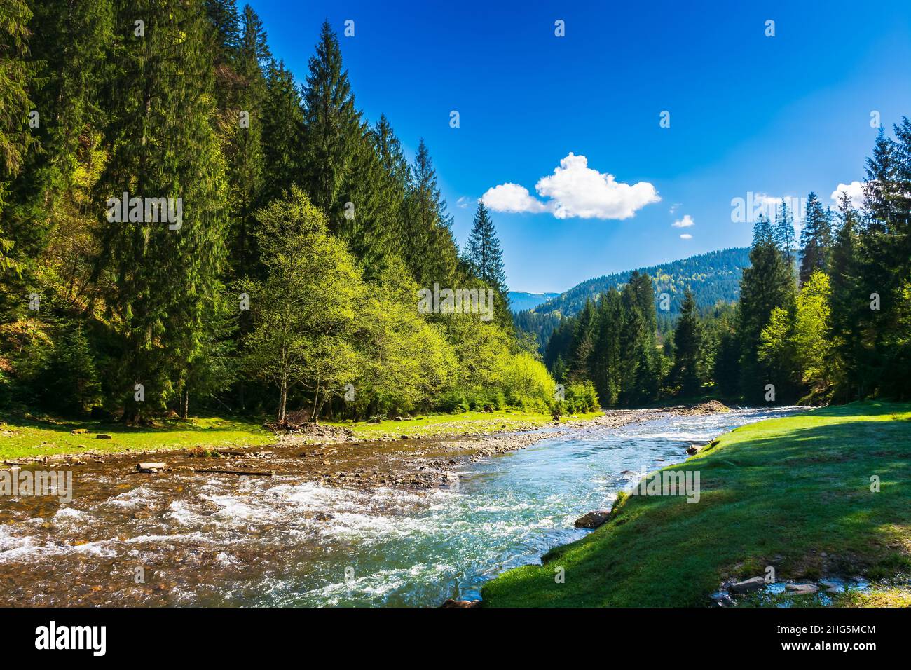 mountain river in spring. rapid water flow through forested valley ...