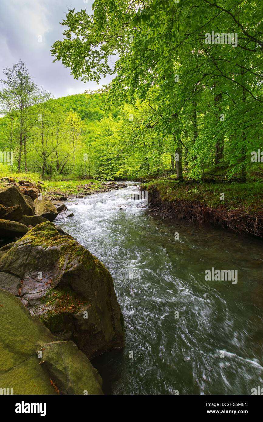 forest river in springtime. winding water flow along the rocky shore ...