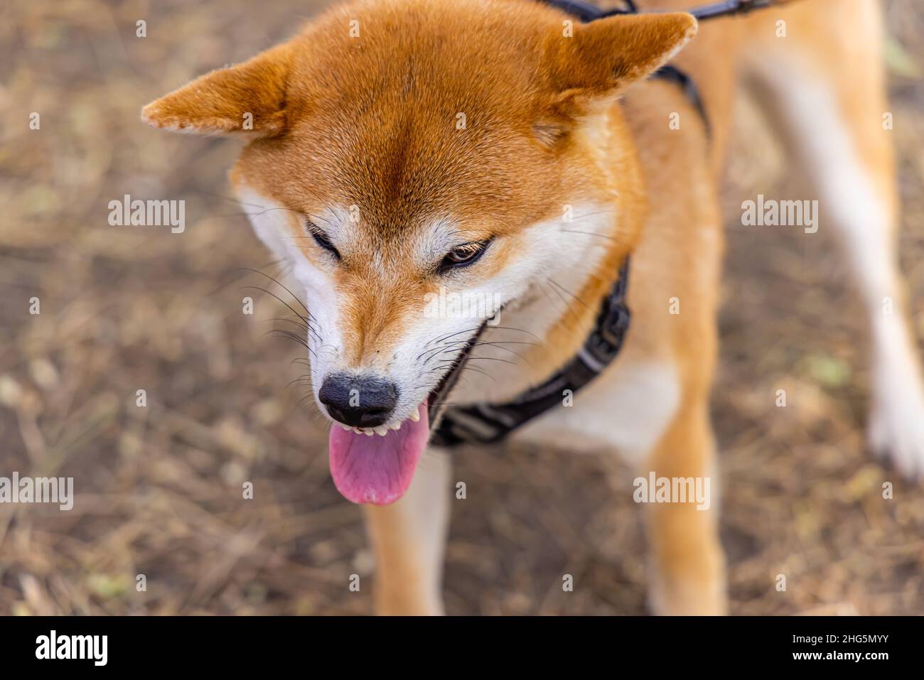 Shiba Inu Puppy Angry
