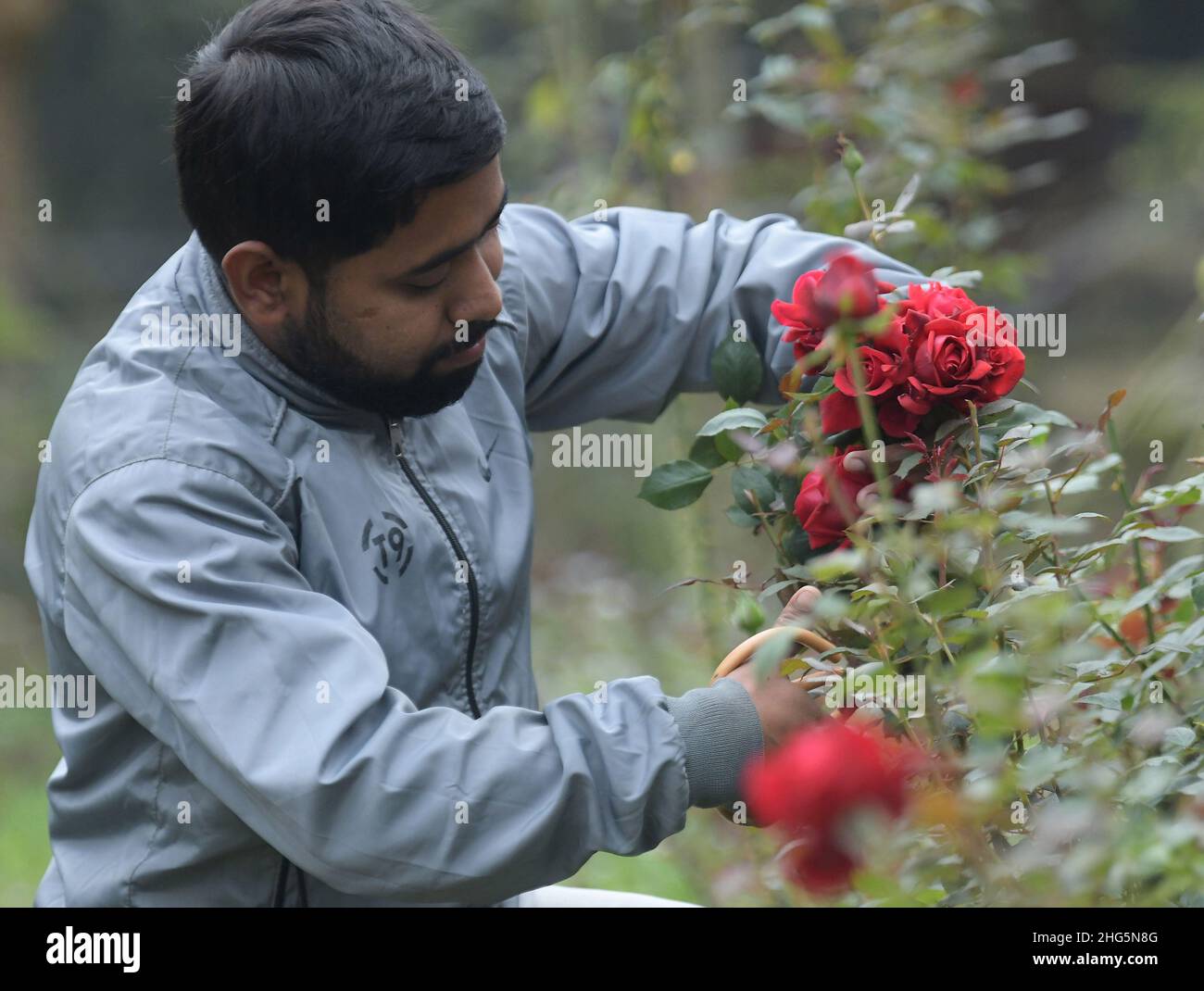 Man picking roses india hi-res stock photography and images - Alamy