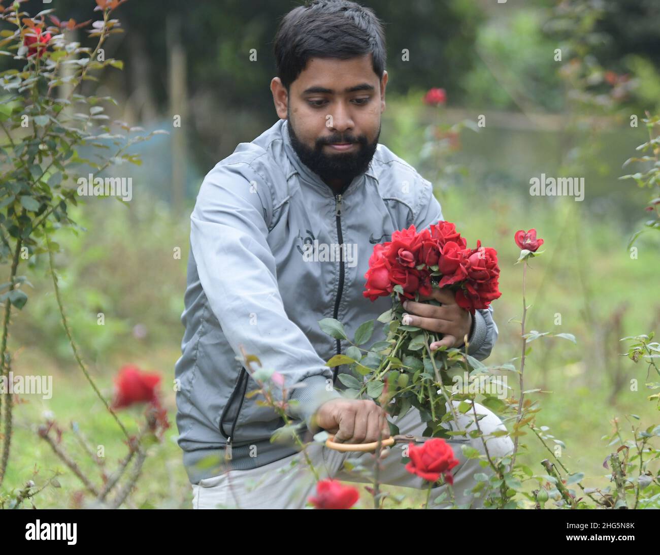 Man picking roses india hi-res stock photography and images - Alamy