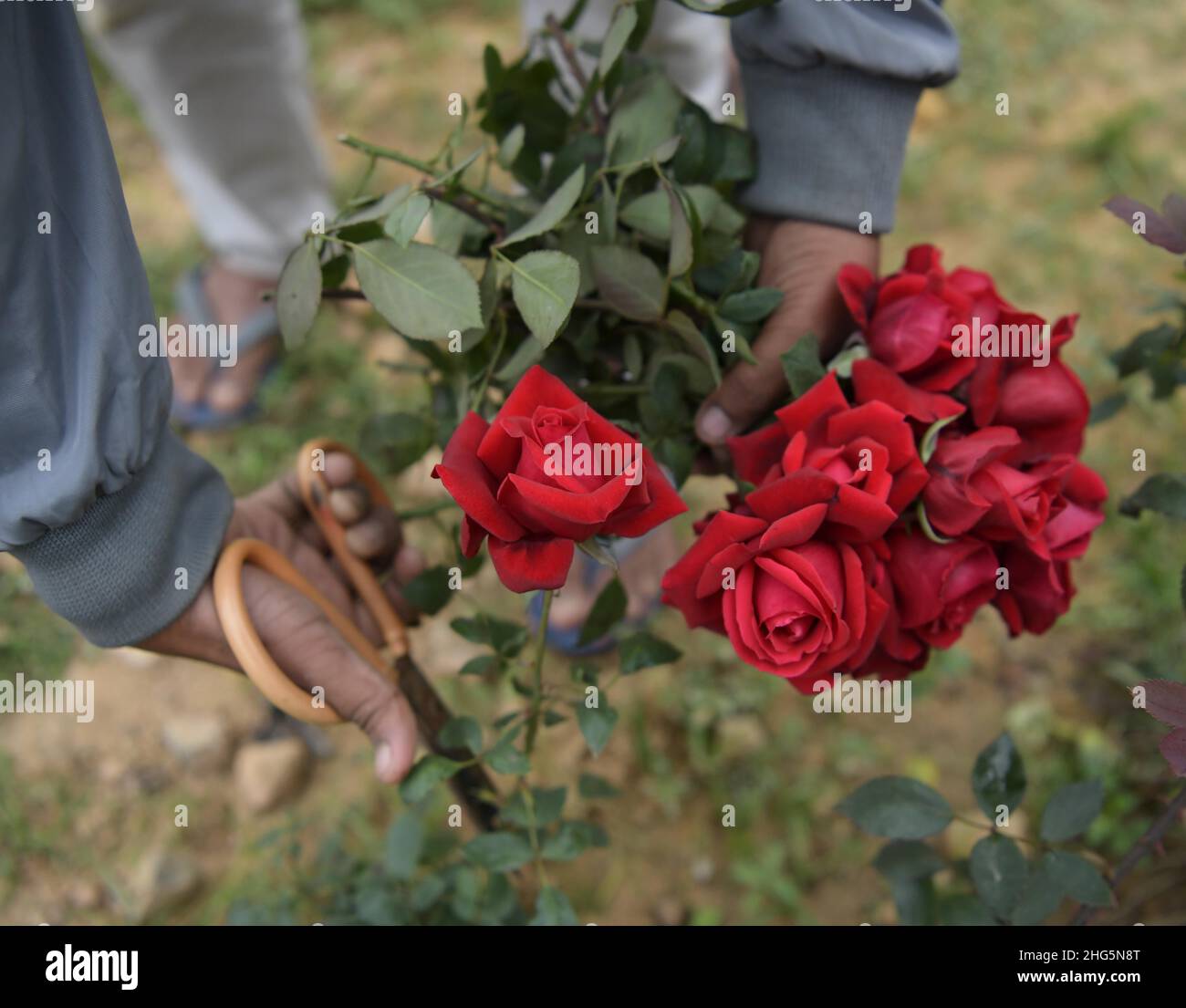 Man picking roses india hi-res stock photography and images - Alamy