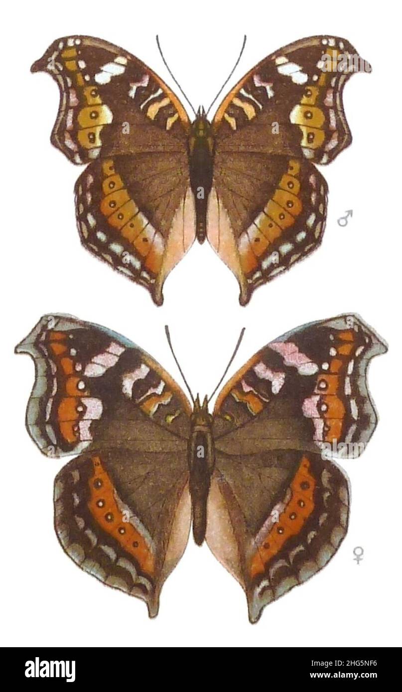 Precis Cut Out Stock Images & Pictures - Alamy