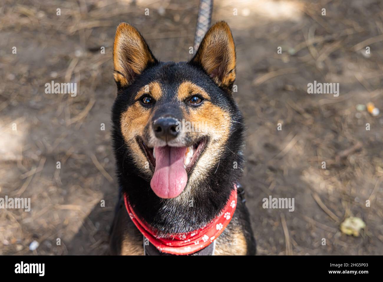 High angle portrait of a black and tan Shiba Inu dog sitting outdoors ...