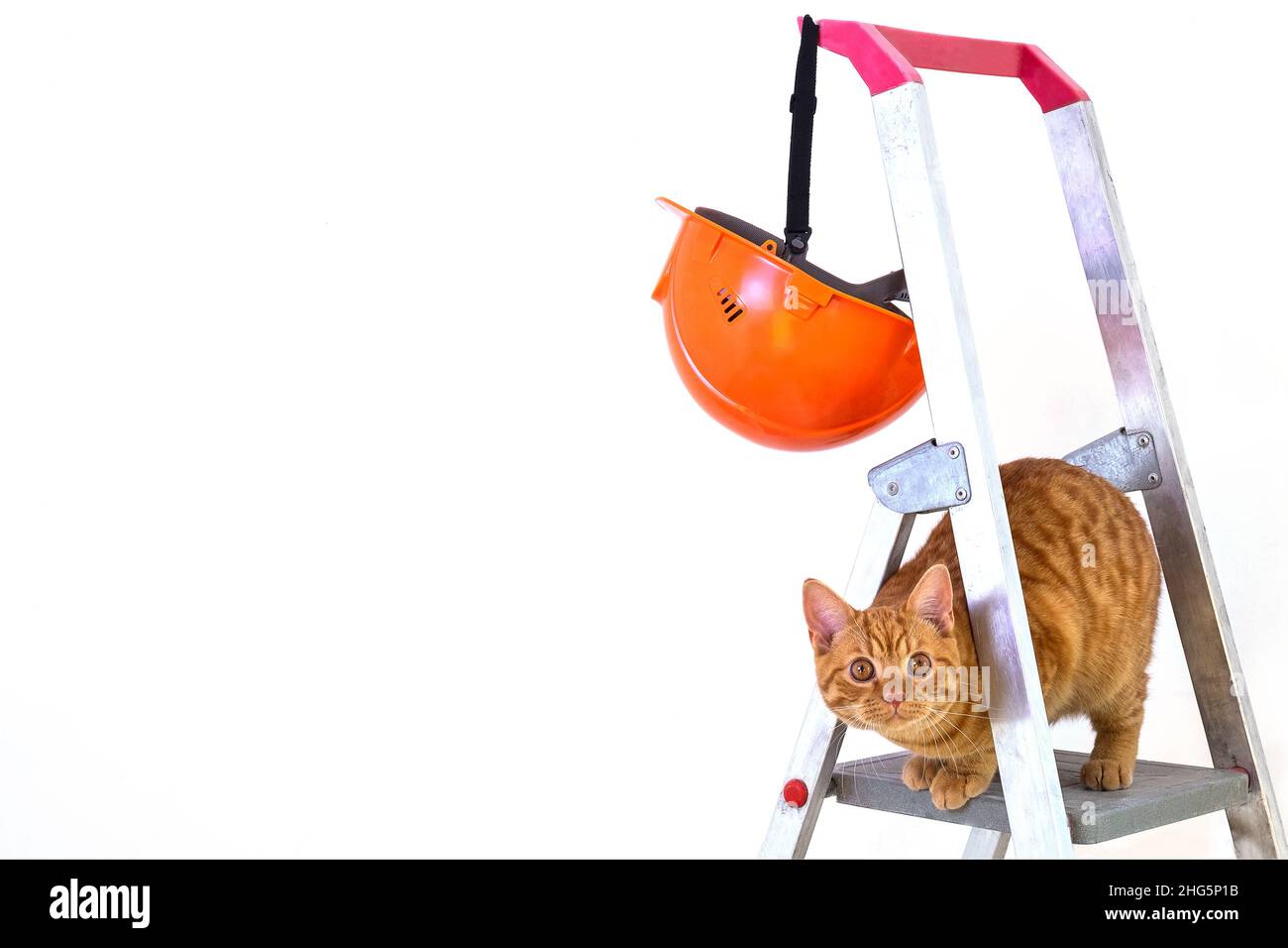 Kitten on stair hi-res stock photography and images - Alamy