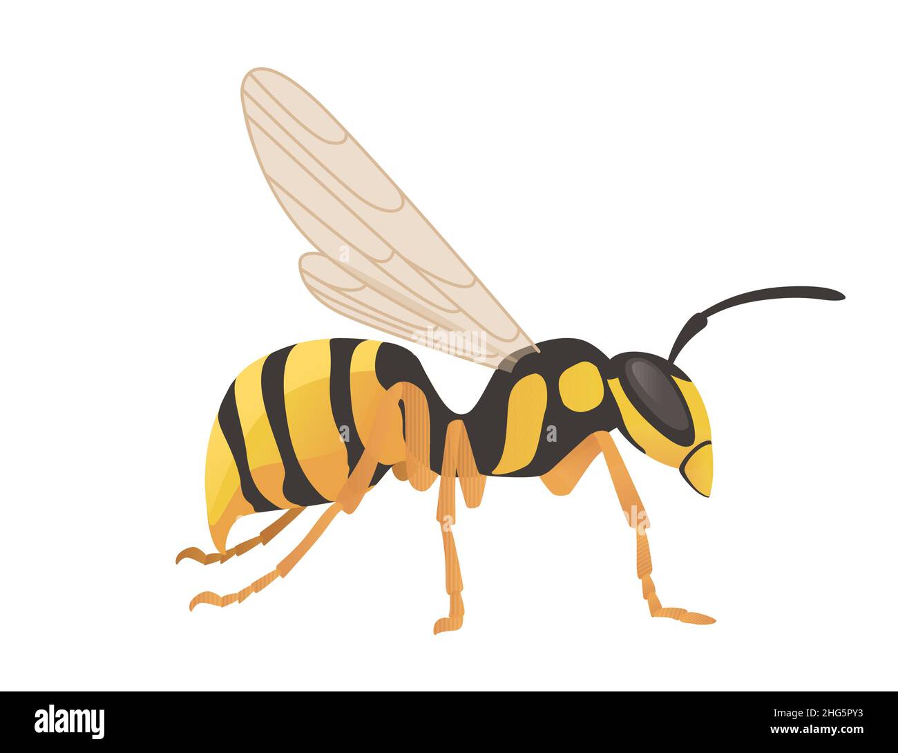 Dangerous wasp insect cartoon animal design vector illustration on ...