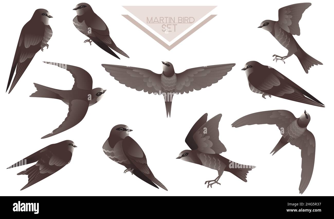 Set of cute black swift sitting and flying on white background cartoon ...