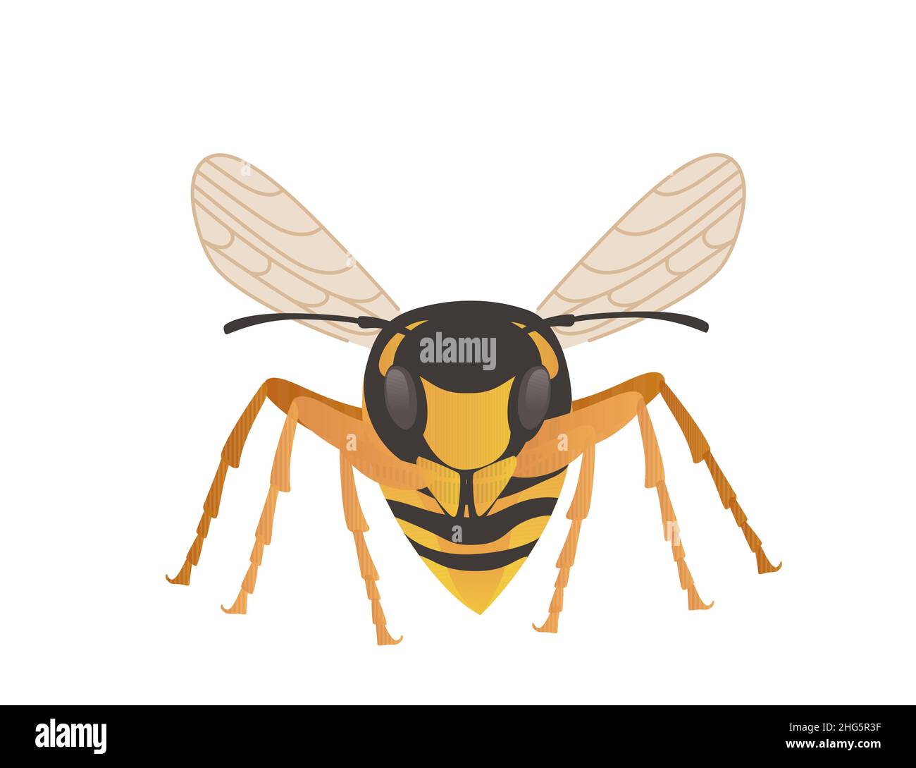 Dangerous wasp insect cartoon animal design vector illustration on ...