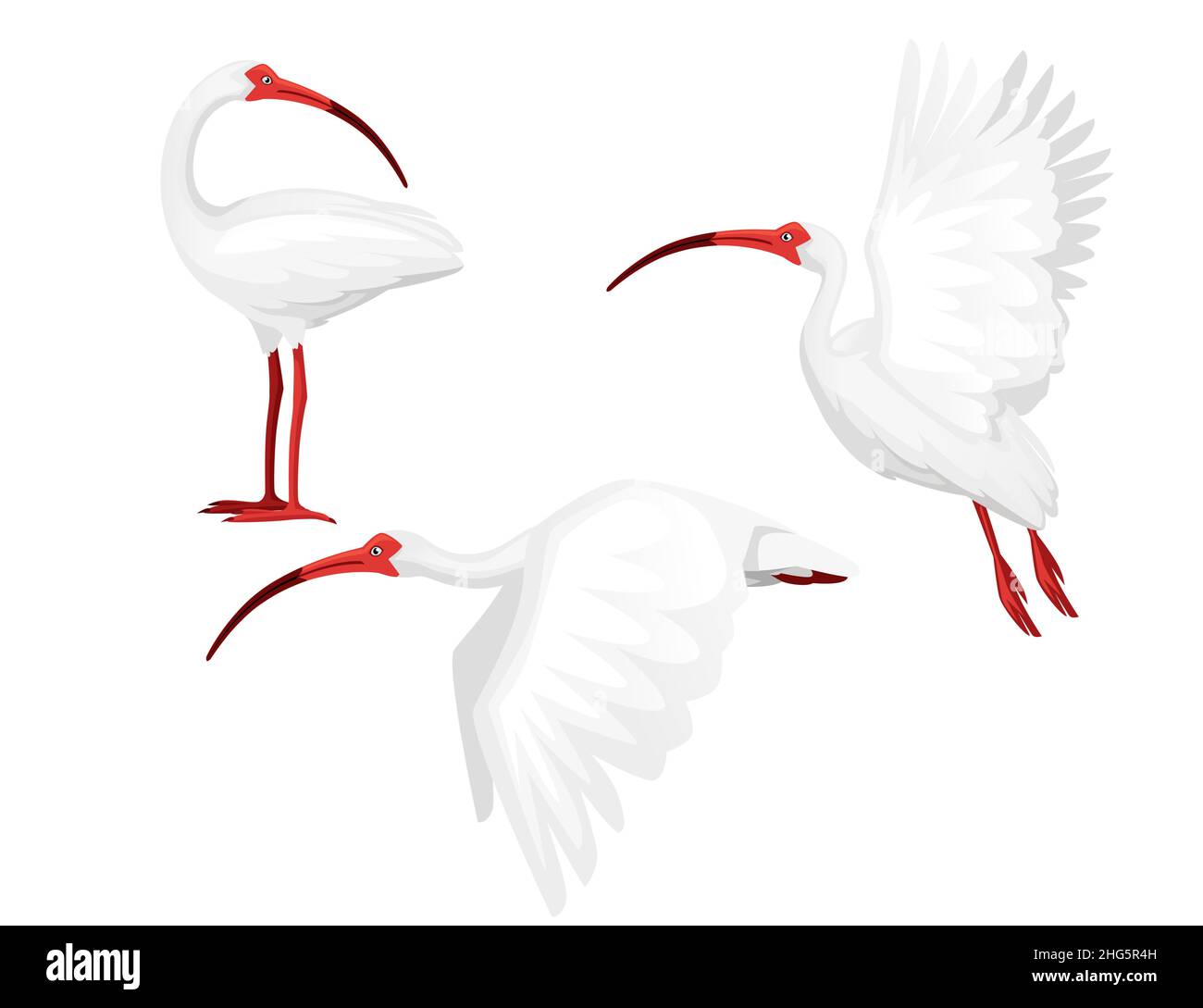 Set american white ibis head looks back flat vector illustration ...