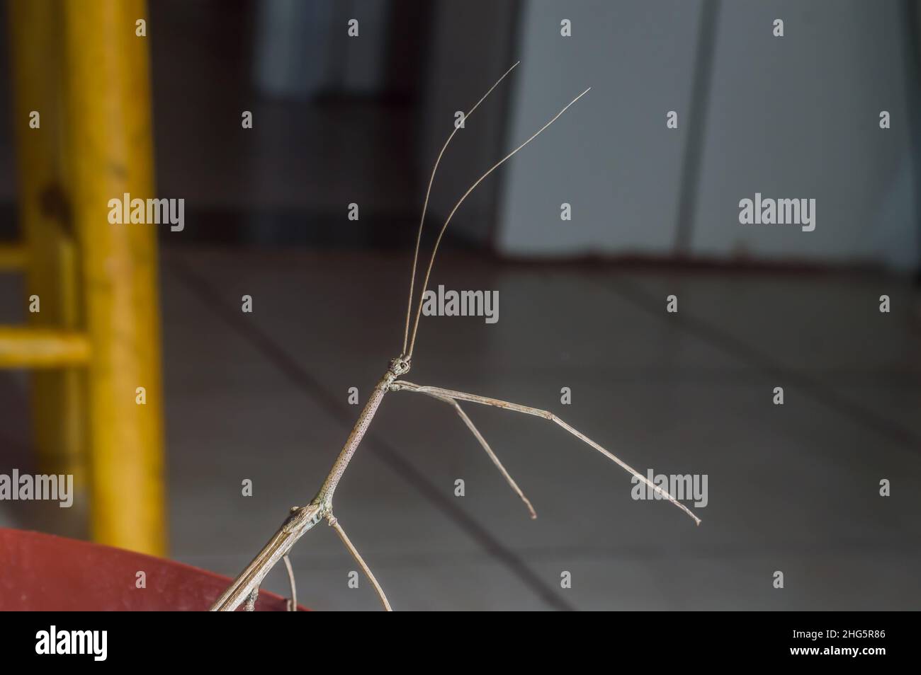 Mating stick insects hi-res stock photography and images - Alamy