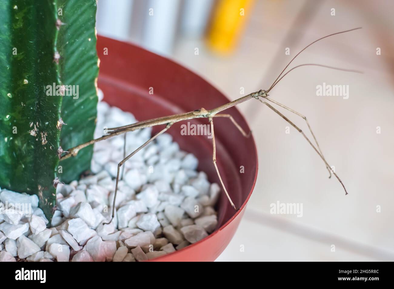 Walking sticks mating hi-res stock photography and images - Alamy