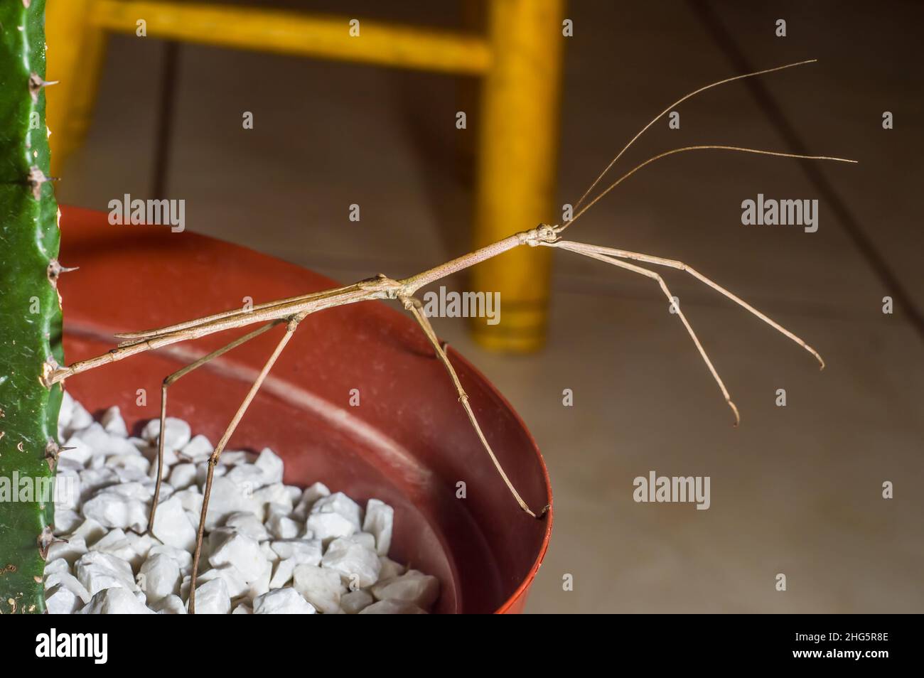 Mating stick insects hi-res stock photography and images - Alamy