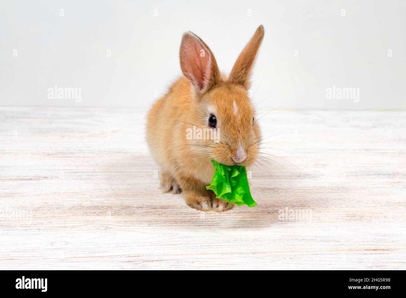 Little ginger rabbit chews a green leaf of grass on a white background ...