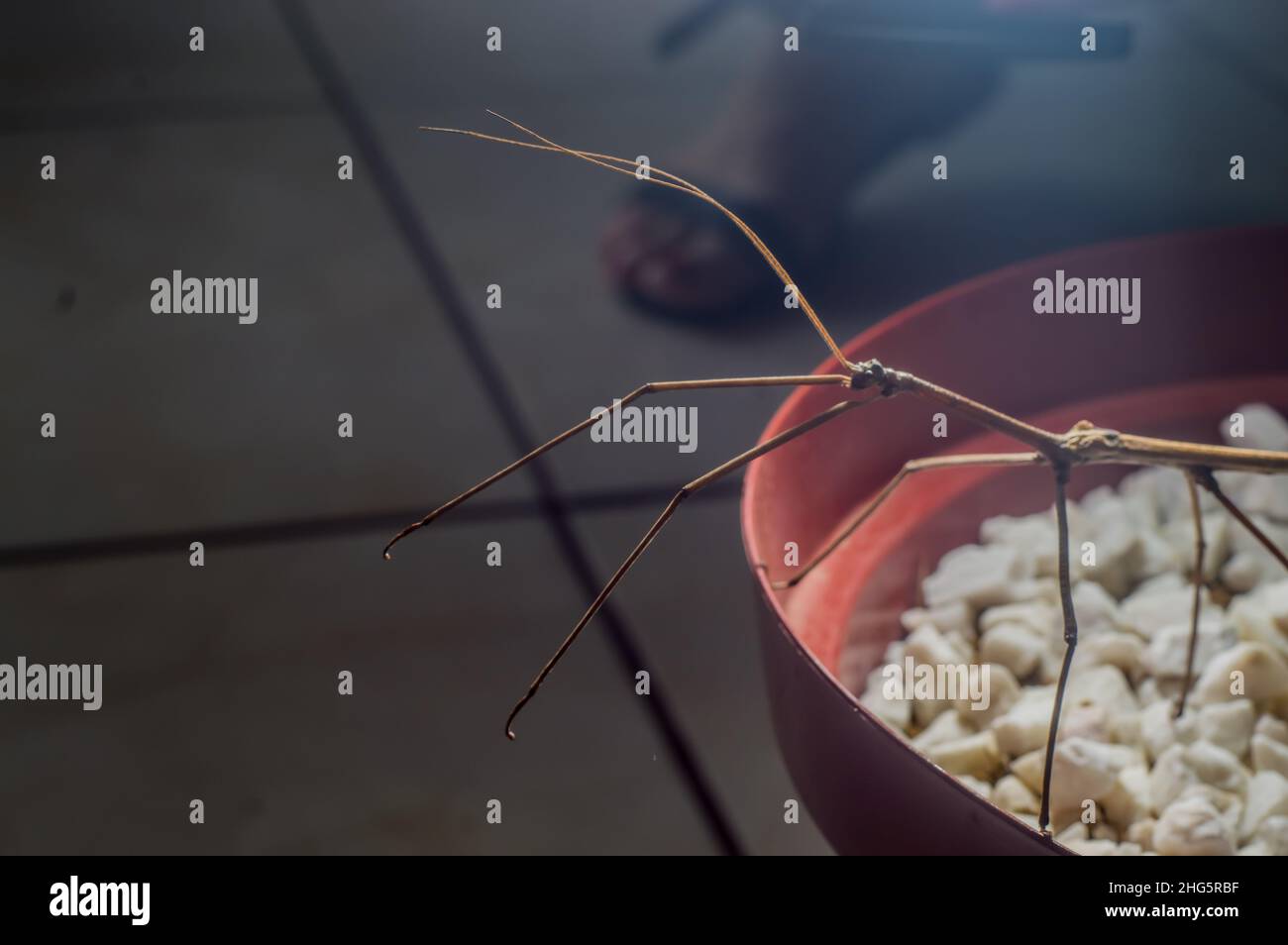 Mating stick insects hi-res stock photography and images - Alamy
