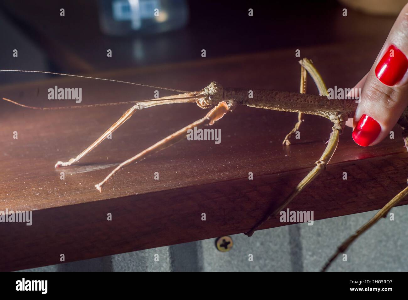 Mating stick insects hi-res stock photography and images - Alamy